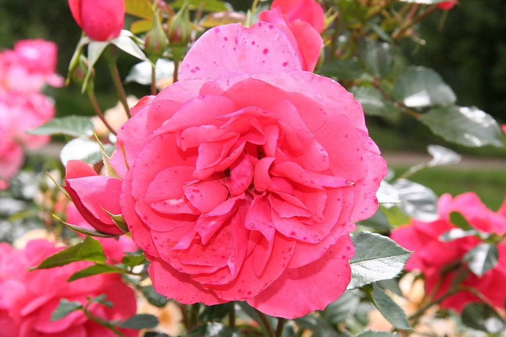 Rose (Rosa 'Grand Canyon') in the Roses Database - Garden.org