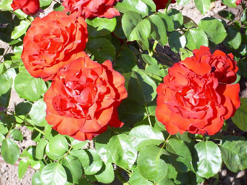 Rose (Rosa 'Revolution Francaise') in the Roses Database - Garden.org
