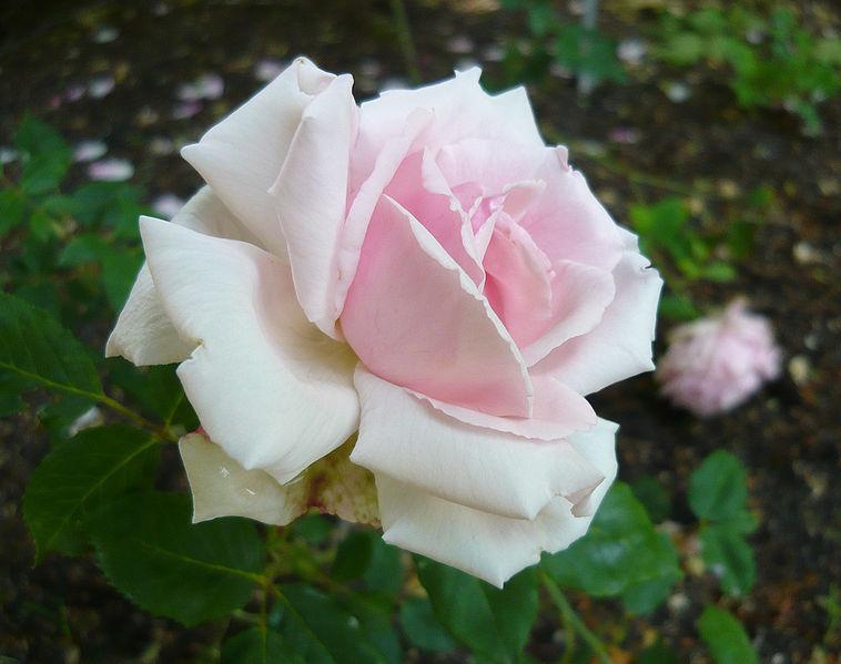 Rose (Rosa 'Blairii No. 1') in the Roses Database - Garden.org