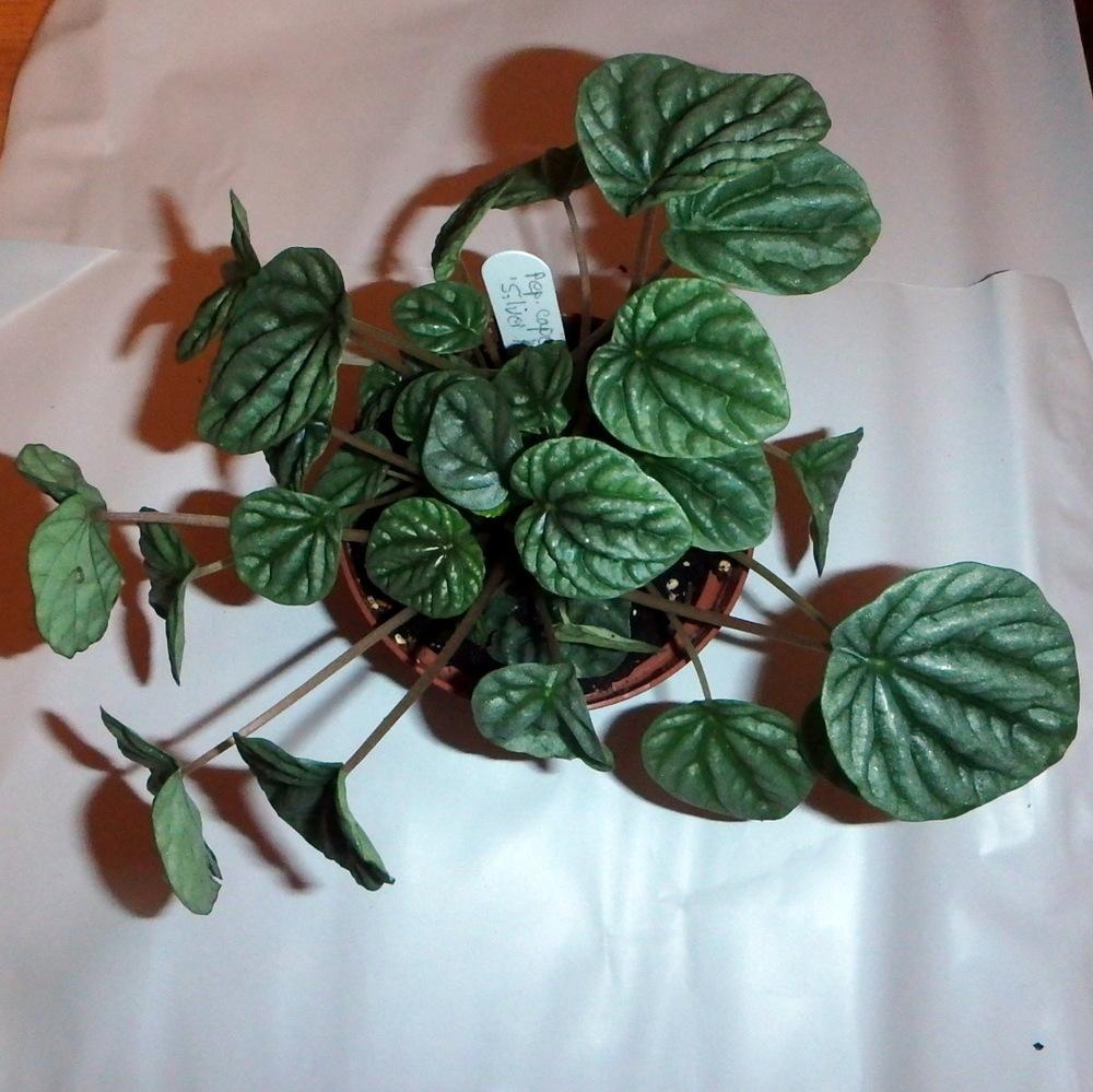 Photo of the entire plant of Peperomia (Peperomia caperata 'Silver ...