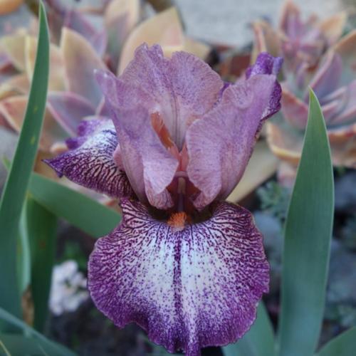 Intermediate Bearded Iris (Iris 'Bless You') in the Irises Database ...
