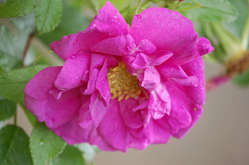 Rose (Rosa 'Smart Roadrunner') in the Roses Database - Garden.org