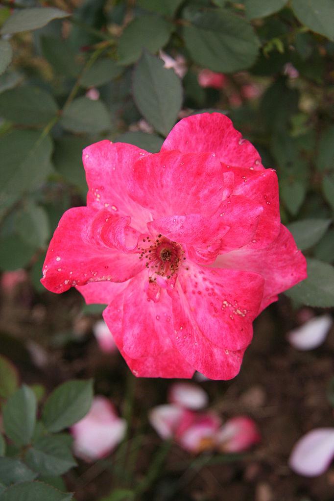 Rose (Rosa 'Shantung') in the Roses Database - Garden.org