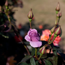 Rose (Rosa 'Tasogare') in the Roses Database - Garden.org