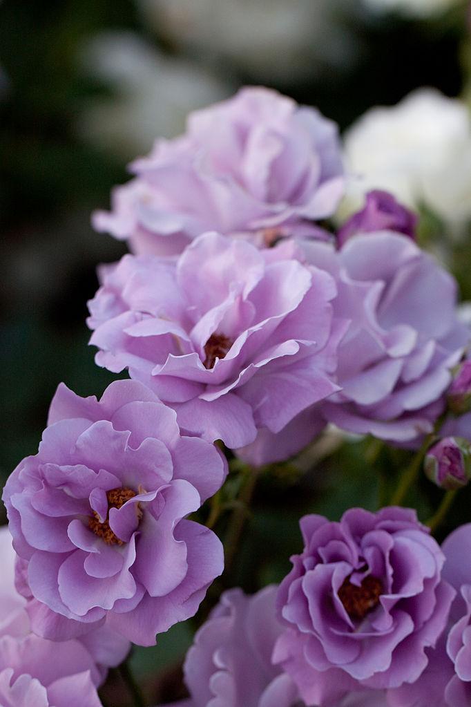 Rose (Rosa 'Tasogare') in the Roses Database - Garden.org