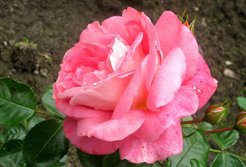 Photo of the bloom of Rose (Rosa 'Summer Sun') posted by robertduval14 ...