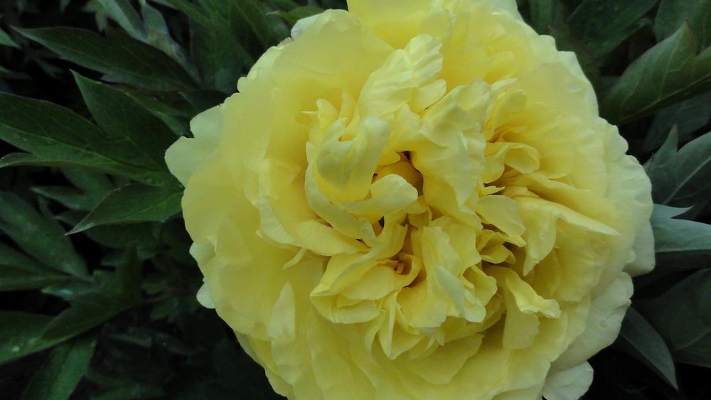 Photo of the bloom of Tree Peony (Paeonia 'Alice Harding') posted by ...