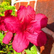 The Main Plant entry for Rhododendrons (Rhododendron) - Garden.org