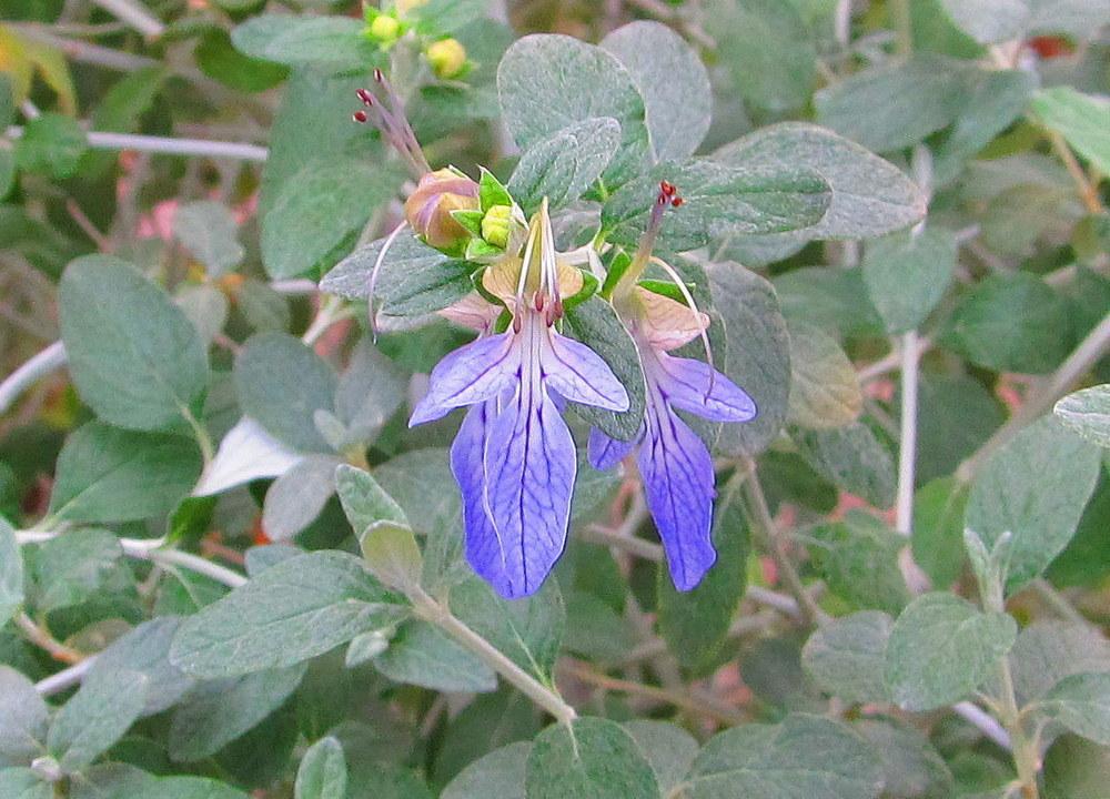 Photo of the bloom of Shrubby Germander (Teucrium fruticans) posted by ...