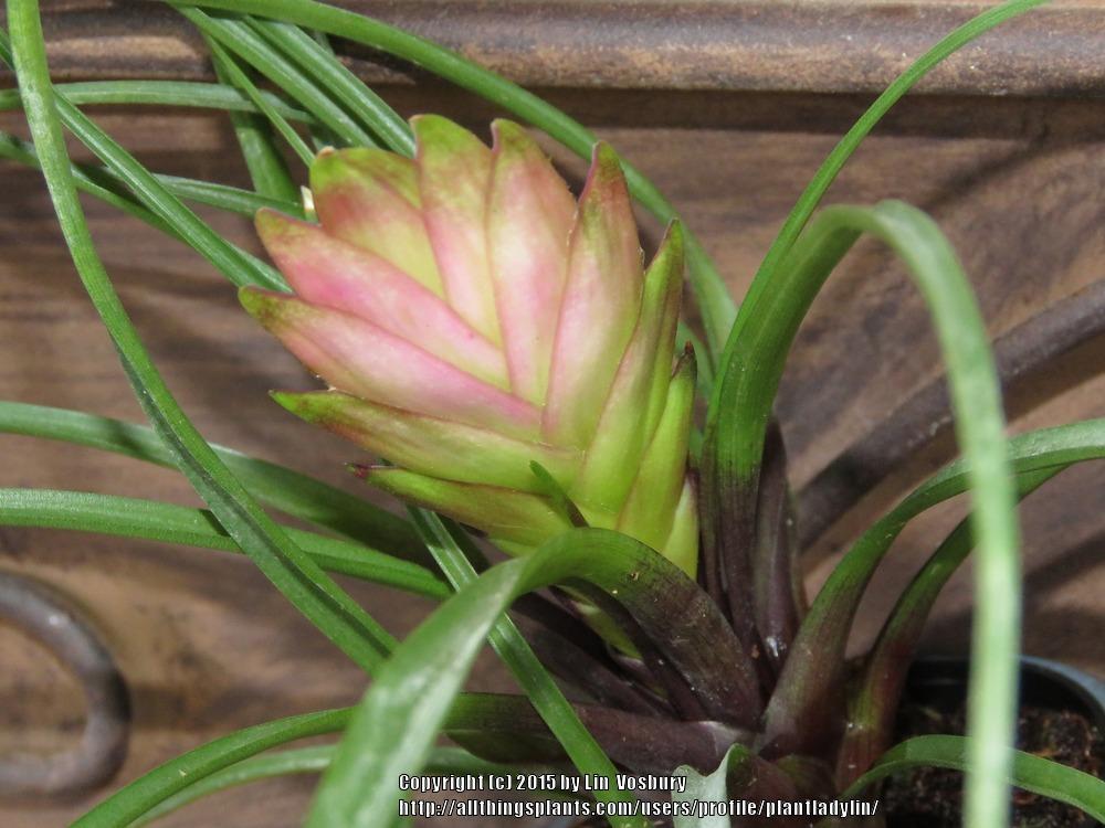Air Plants: Plant Care and Collection of Varieties - Garden.org