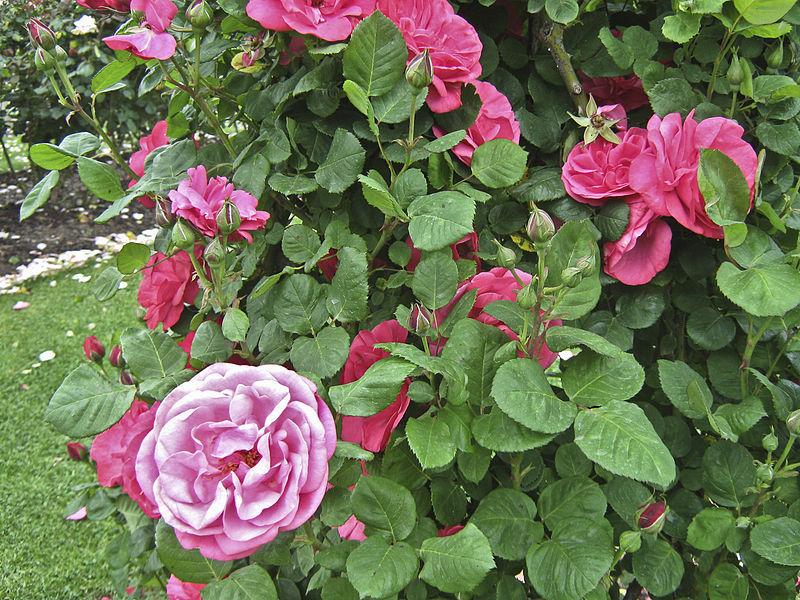 Rose (Rosa 'Titian') in the Roses Database - Garden.org