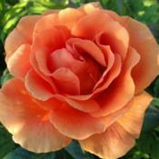 Rose (Rosa 'Ashram') in the Roses Database - Garden.org