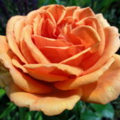 Rose (Rosa 'Ashram') in the Roses Database - Garden.org