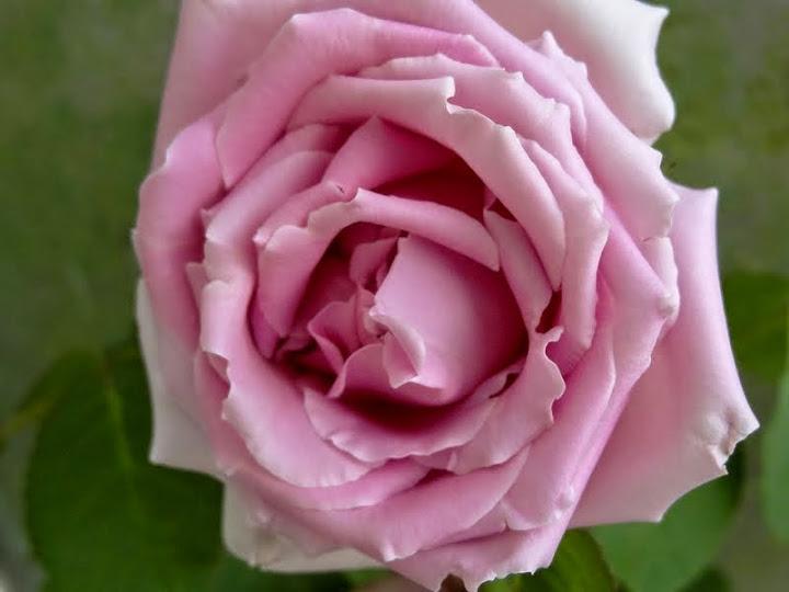 Rose (Rosa 'Arrillaga') in the Roses Database - Garden.org