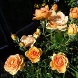 Rose (Rosa 'Ashram') in the Roses Database - Garden.org