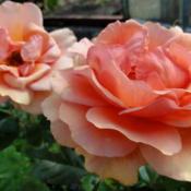 Rose (Rosa 'Ashram') in the Roses Database - Garden.org