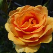 Rose (Rosa 'Ashram') in the Roses Database - Garden.org