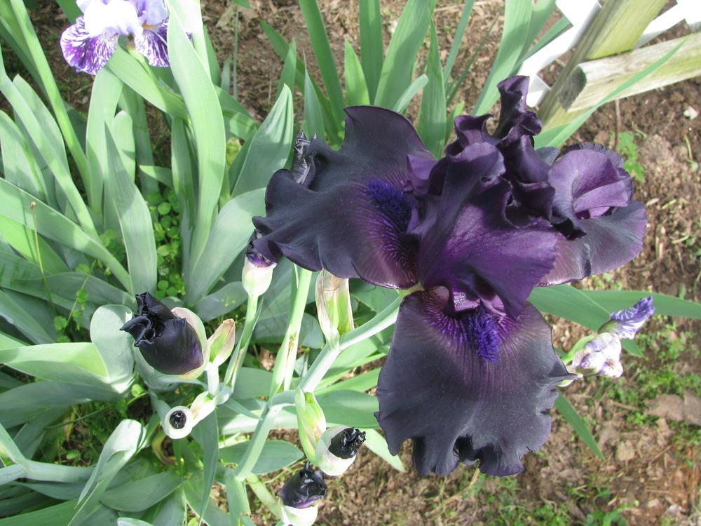 Ghost train iris question in the Irises forum - Garden.org