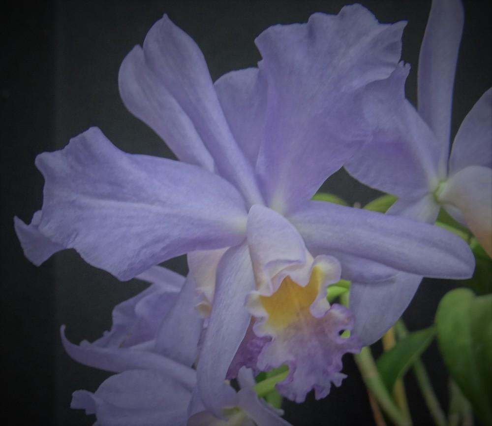 Our Orchid blooms in December 2015 in the Orchids forum - Garden.org