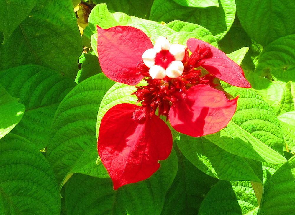 Red Flag Bush (Mussaenda erythrophylla) - Garden.org