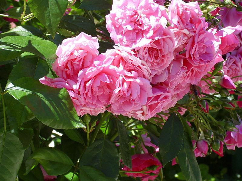 Rose (Rosa 'Volare') in the Roses Database - Garden.org