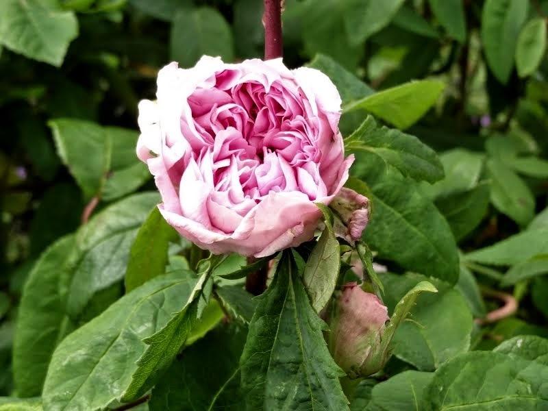 Photo of the bloom of Rose (Rosa 'Spencer') posted by Orsola - Garden.org