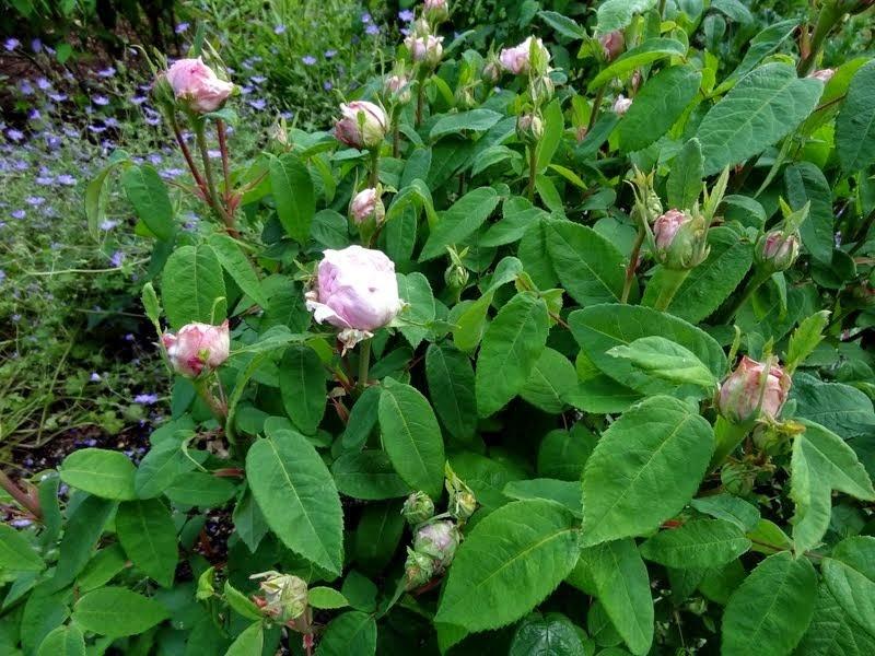 Photo of the entire plant of Rose (Rosa 'Spencer') posted by Orsola ...