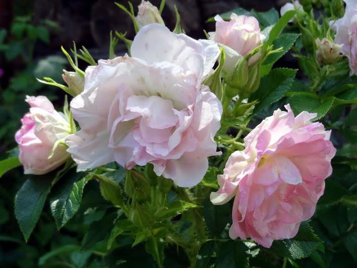 Photo of the bloom of Rose (Rosa 'Polareis') posted by Orsola - Garden.org