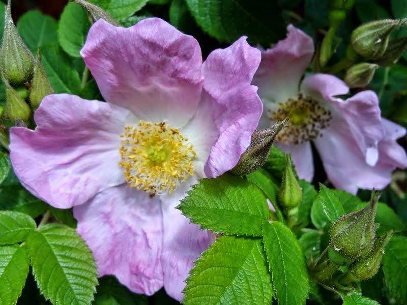 Rose (Rosa 'Lady Curzon') in the Roses Database - Garden.org