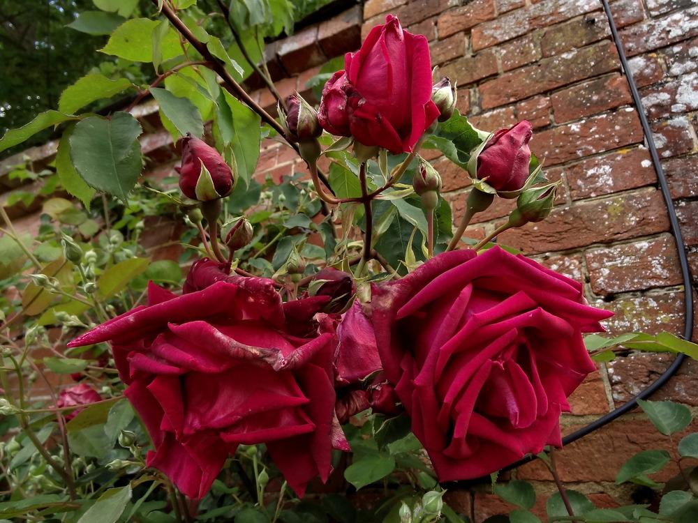 Photo of the bloom of Rose (Rosa 'Crimson Glory') posted by Orsola ...