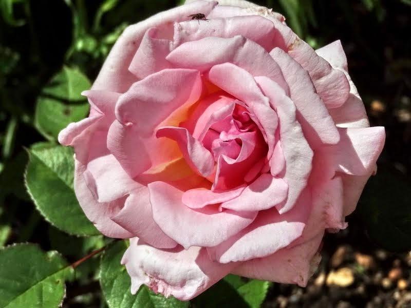 Photo of the bloom of Rose (Rosa 'Lady Sylvia') posted by Orsola ...