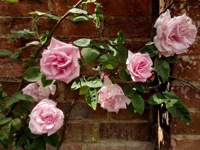 Photo of the bloom of Rose (Rosa 'Kathleen Harrop') posted by Orsola ...