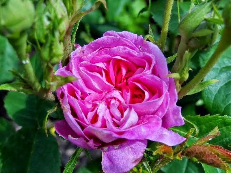 Rose (Rosa 'Amanda Patenotte') in the Roses Database - Garden.org