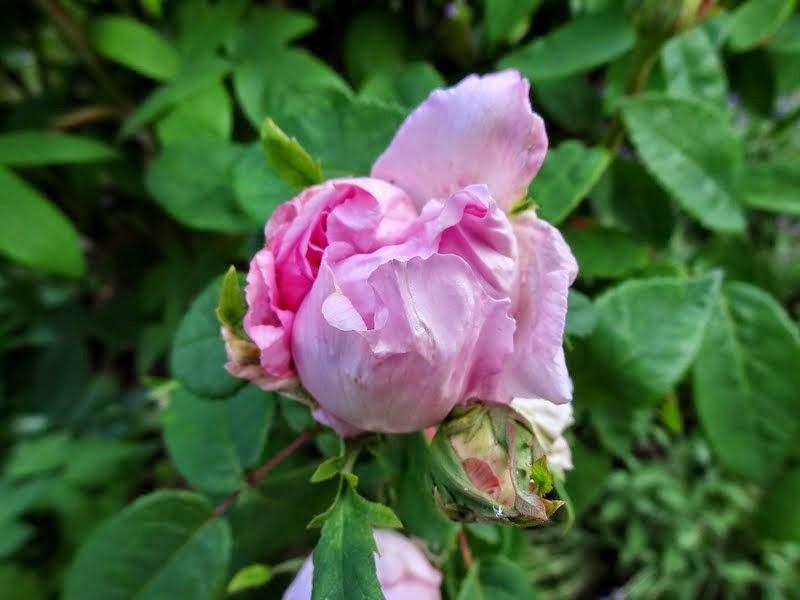 Rose (Rosa 'Spencer') in the Roses Database - Garden.org