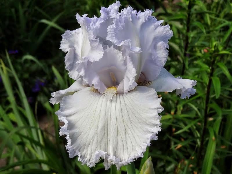 Photo of the bloom of Tall Bearded Iris (Iris 'Queen of Angels') posted ...