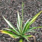 False agave (Furcraea foetida 'Variegata') - Garden.org
