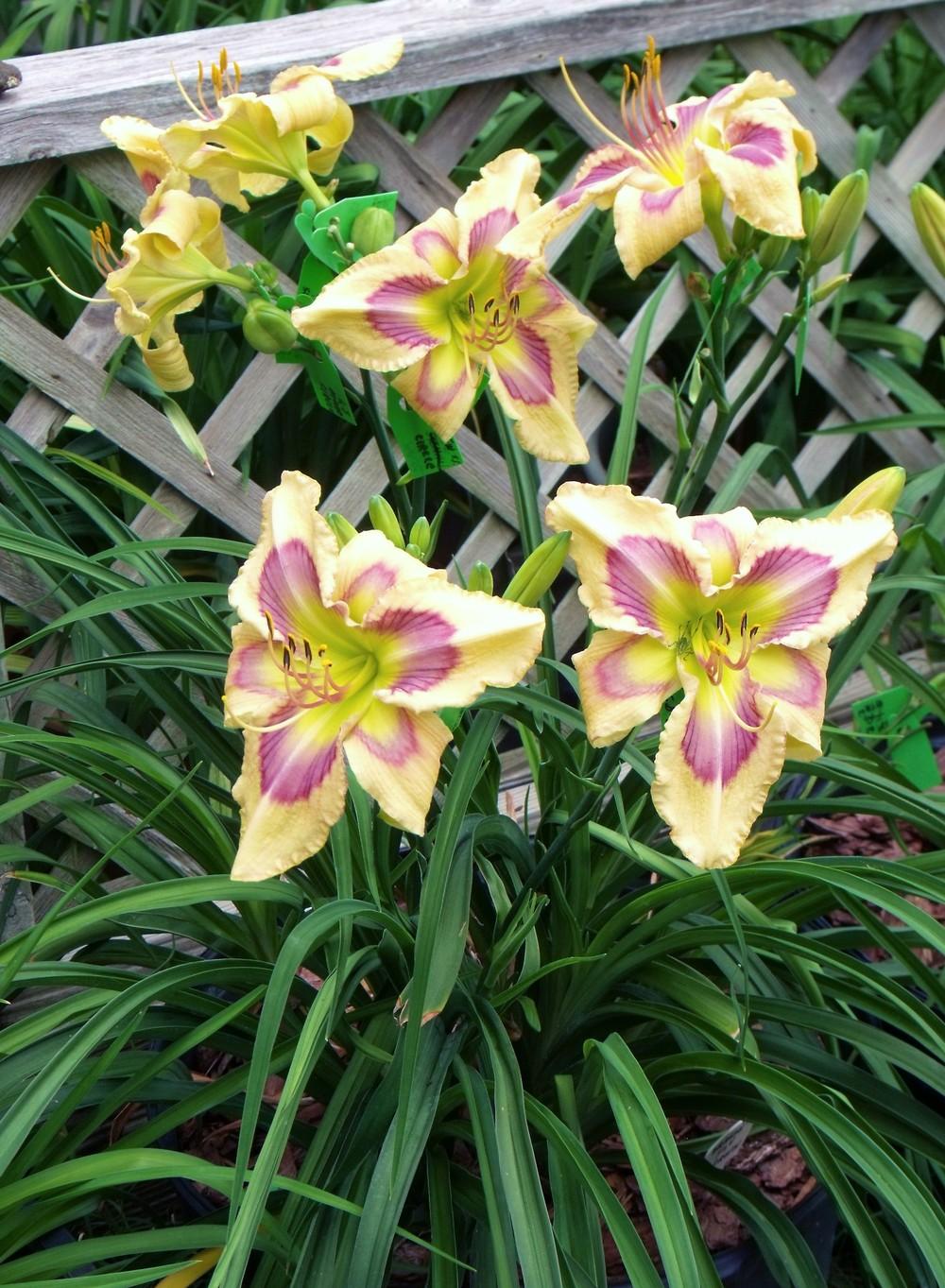 Daylily pot ghetto in the Daylilies forum - Garden.org