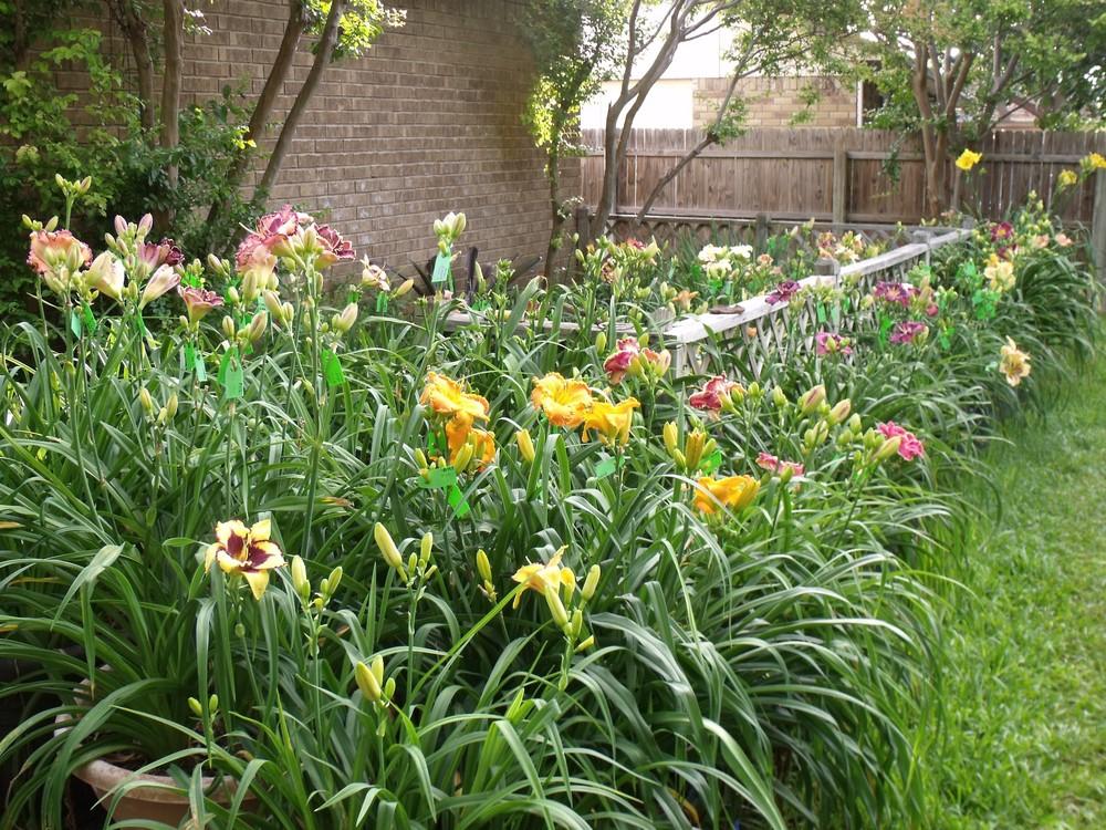 Daylily pot ghetto in the Daylilies forum - Garden.org