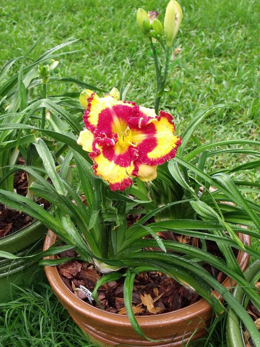Daylily pot ghetto in the Daylilies forum - Garden.org