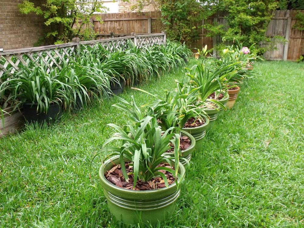 Daylily pot ghetto in the Daylilies forum - Garden.org