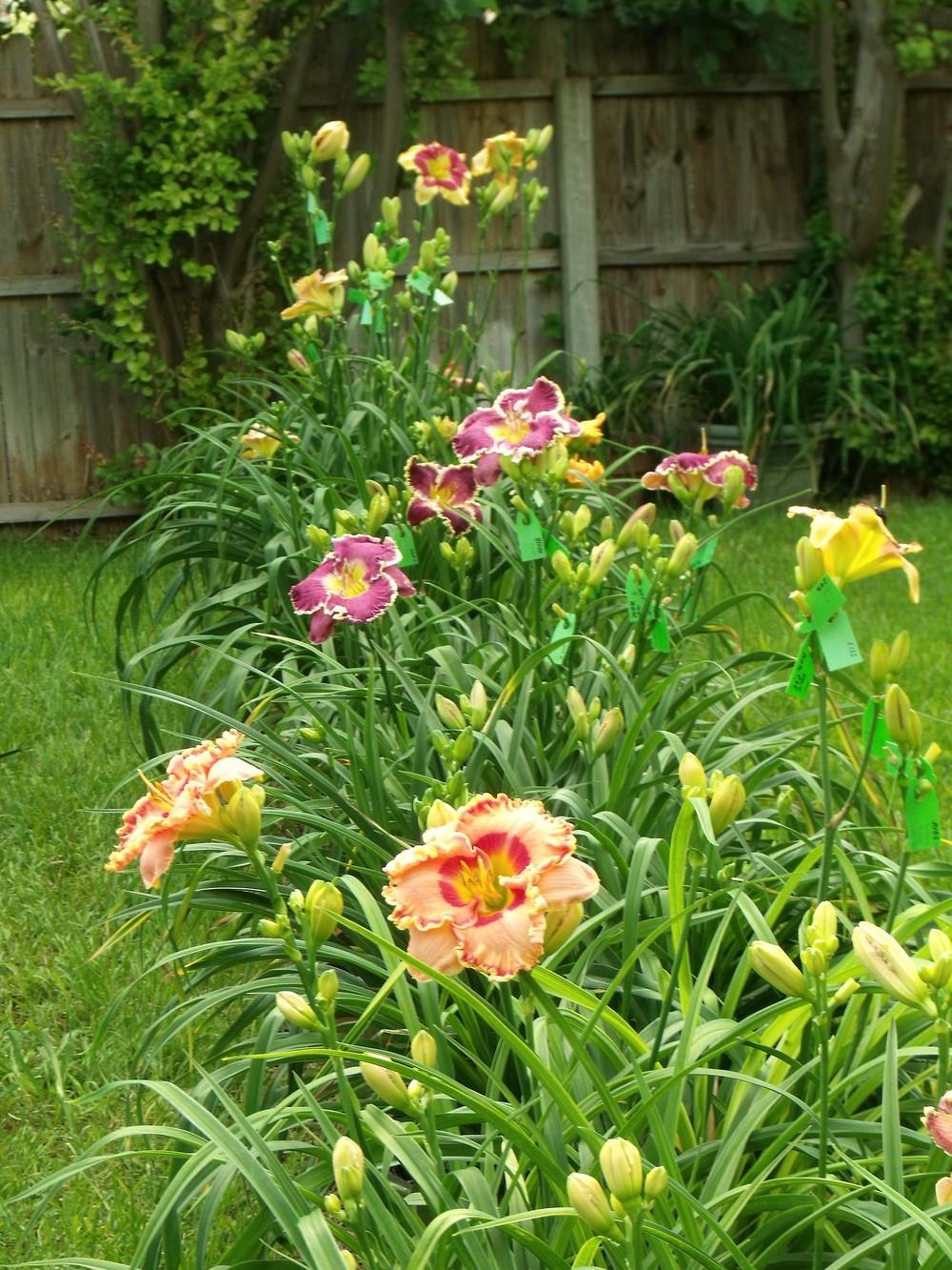 Daylily pot ghetto in the Daylilies forum - Garden.org