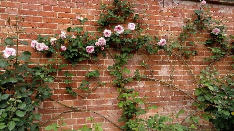 Rose (Rosa 'Lady Sylvia, Cl.') in the Roses Database - Garden.org