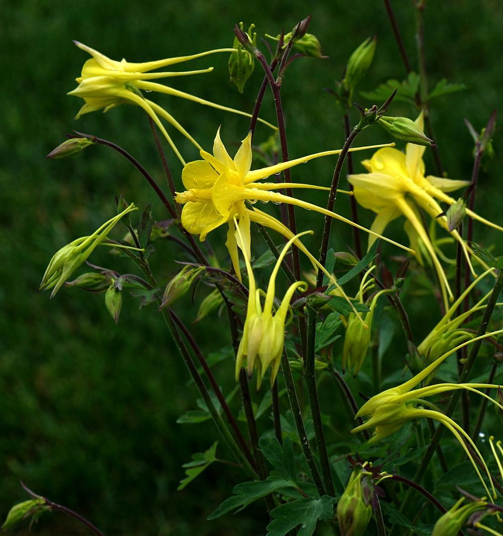 Columbines: Plant Care and Collection of Varieties - Garden.org
