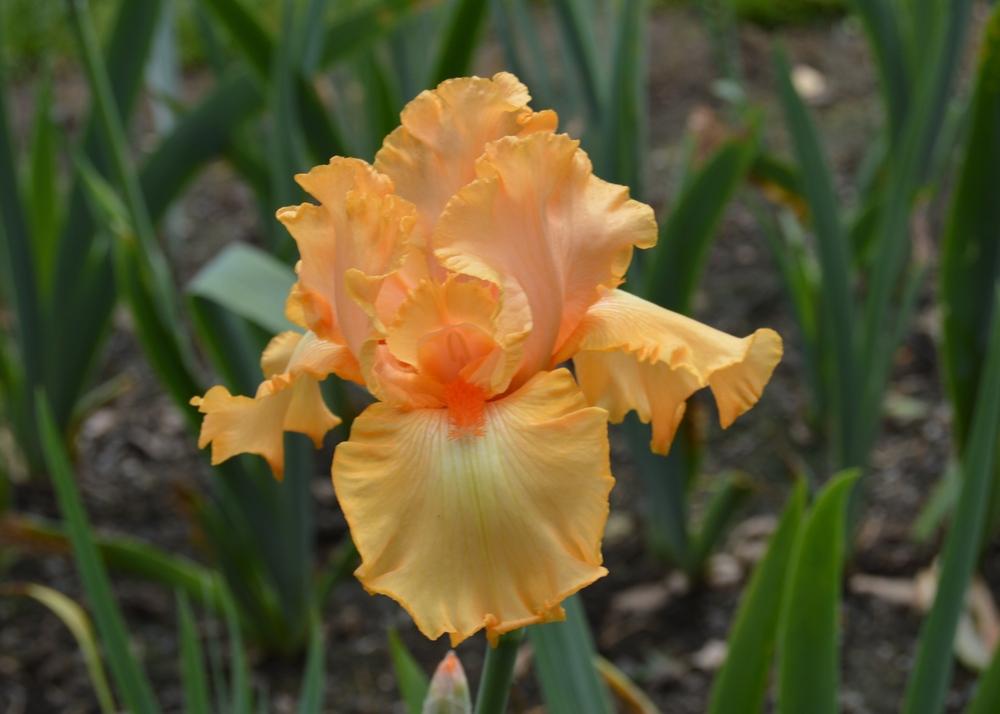 Photo of the bloom of Tall Bearded Iris (Iris 'Oh So Yummy') posted by ...