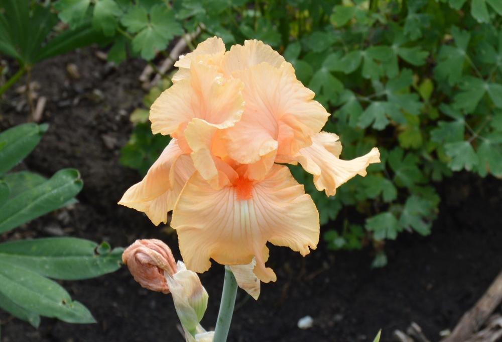 Tall Bearded Iris (Iris 'Oktoberfest') in the Irises Database - Garden.org