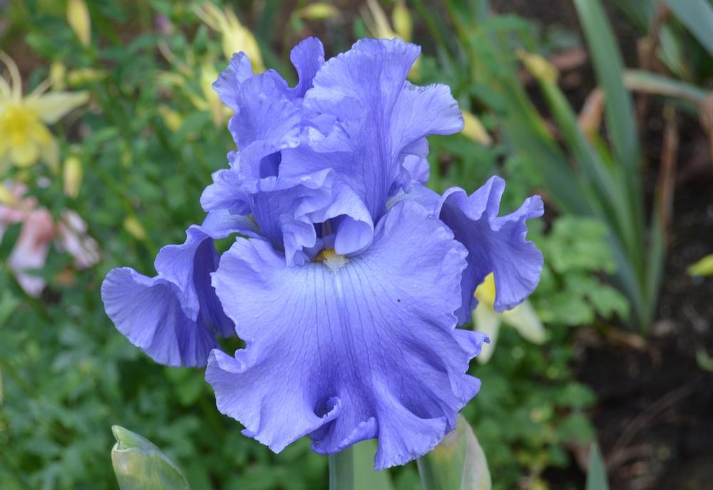 Photo of the bloom of Tall Bearded Iris (Iris 'Open Sea') posted by ...
