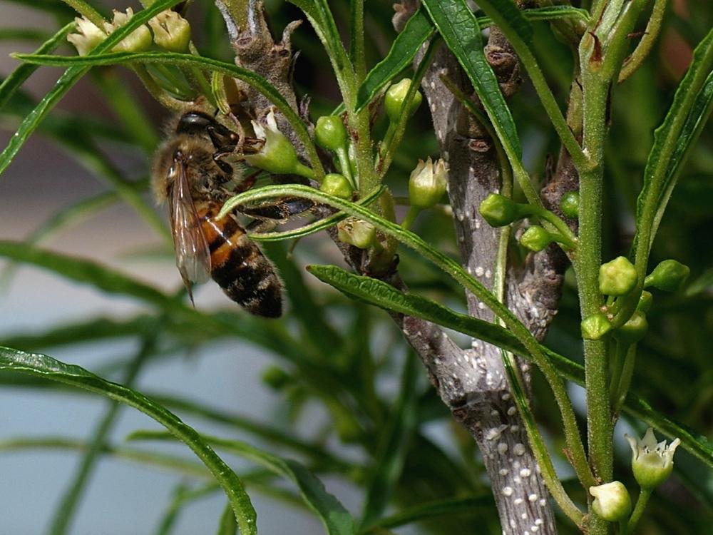 Alder Buckthorn (Frangula alnus subsp. alnus Fine Line®) - Garden.org