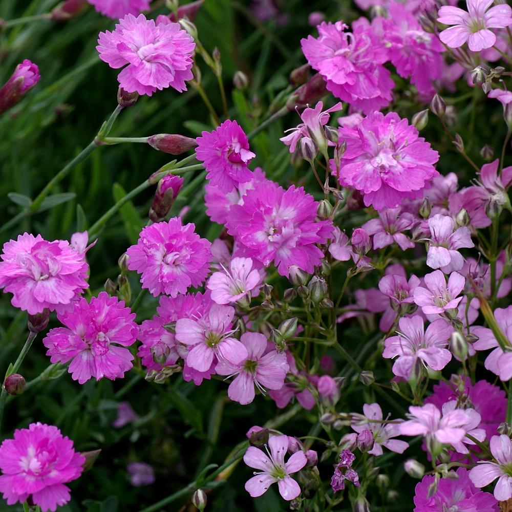 Cheddar Pink (Dianthus gratianopolitanus 'Tiny Rubies') in the Dianthus ...