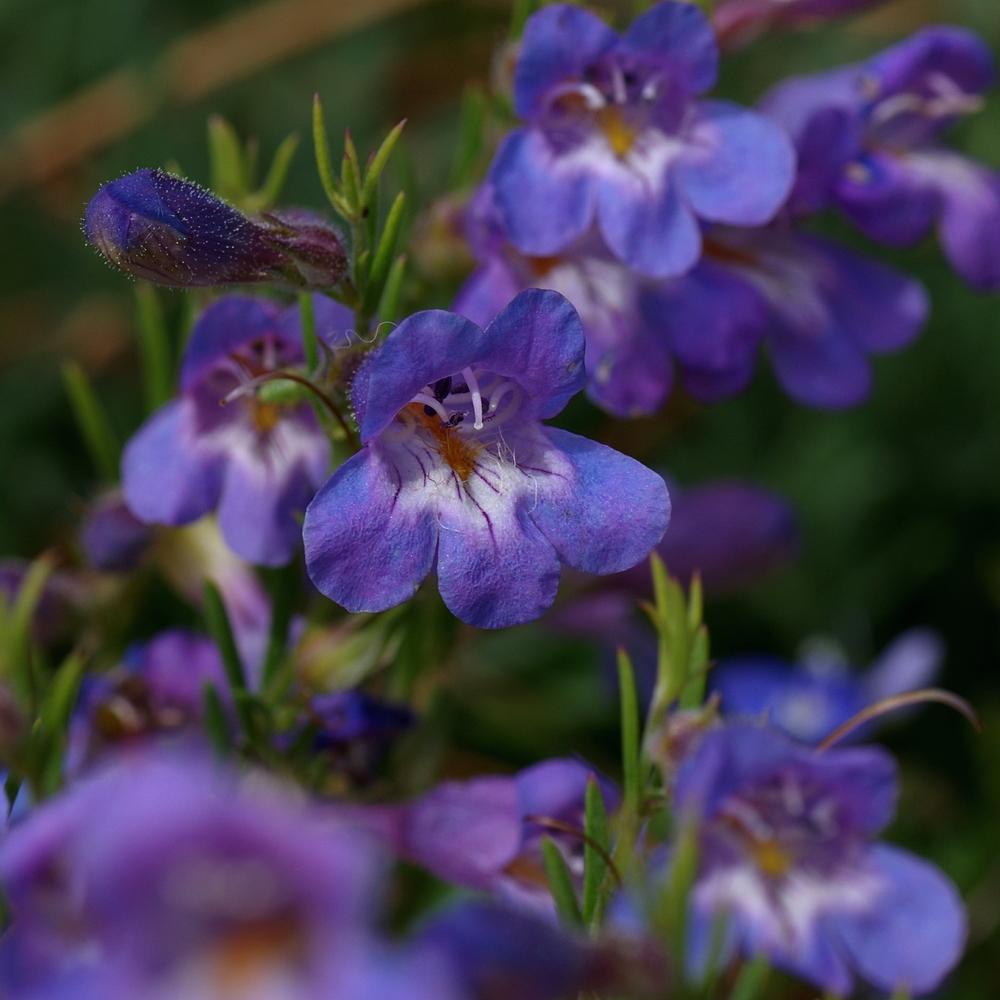 Penstemons: Plant Care and Collection of Varieties - Garden.org
