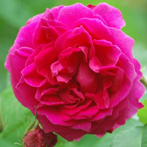 Rose (Rosa 'Michael Bonnet') in the Roses Database - Garden.org